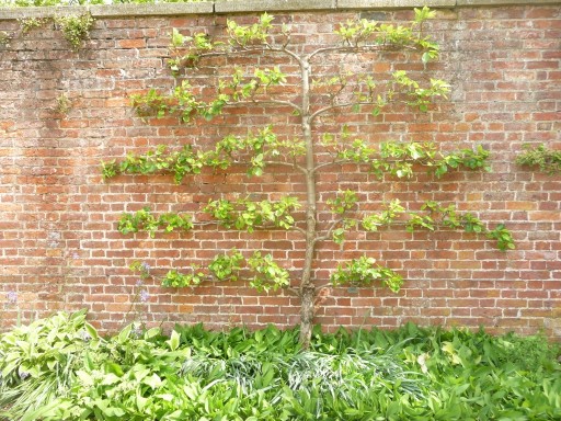 Types of Espalier